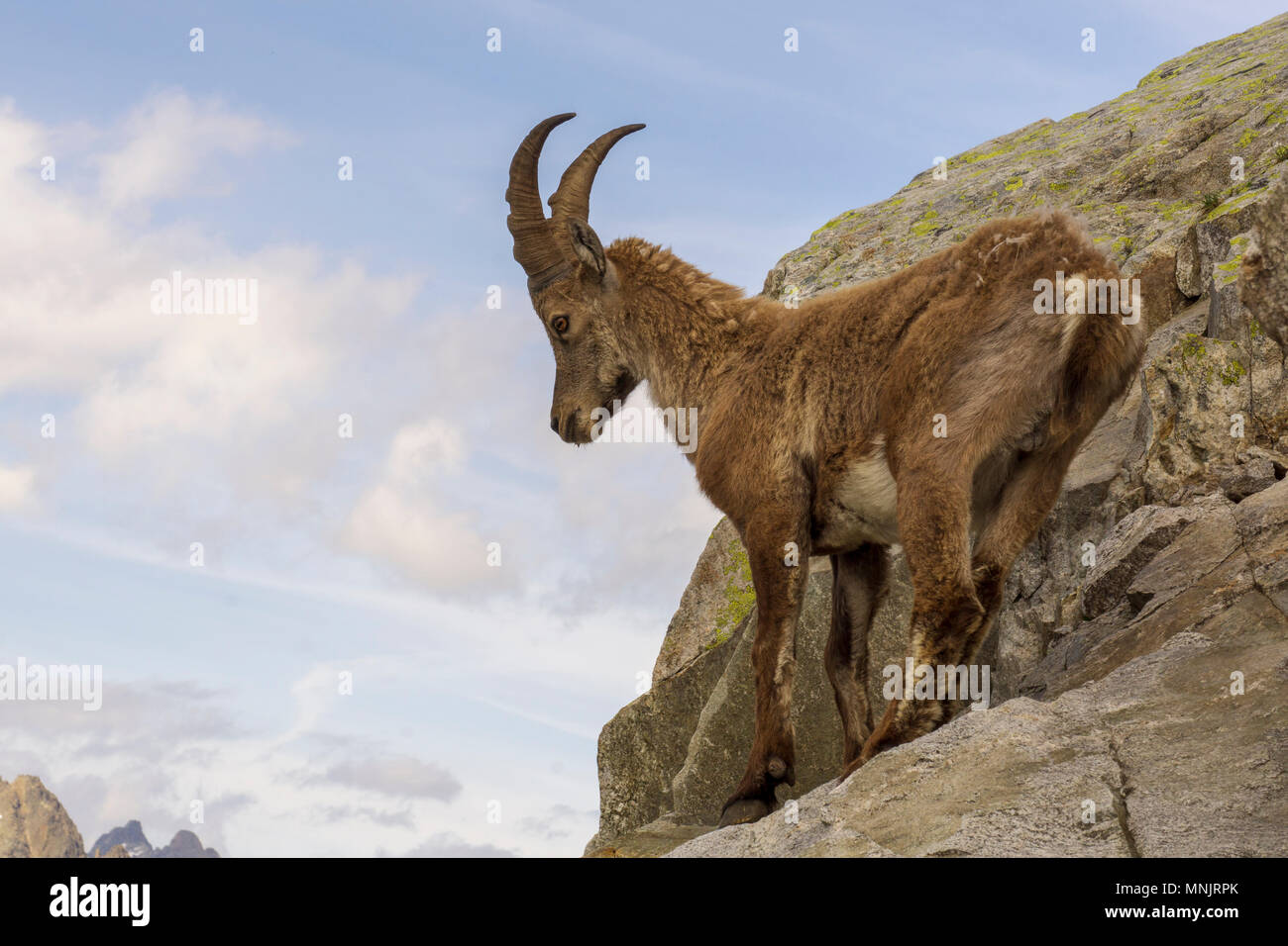 Ibex in the wild. Alps. France Stock Photo - Alamy