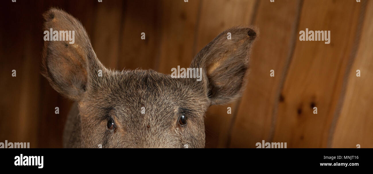 Stuffed wild boar's head with a grinning mouth. Stuffed wild boar's ...