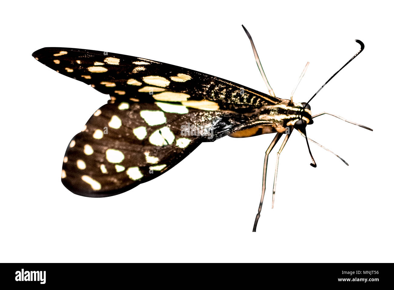 Black butterfly to creative texture and pattern for design and ...