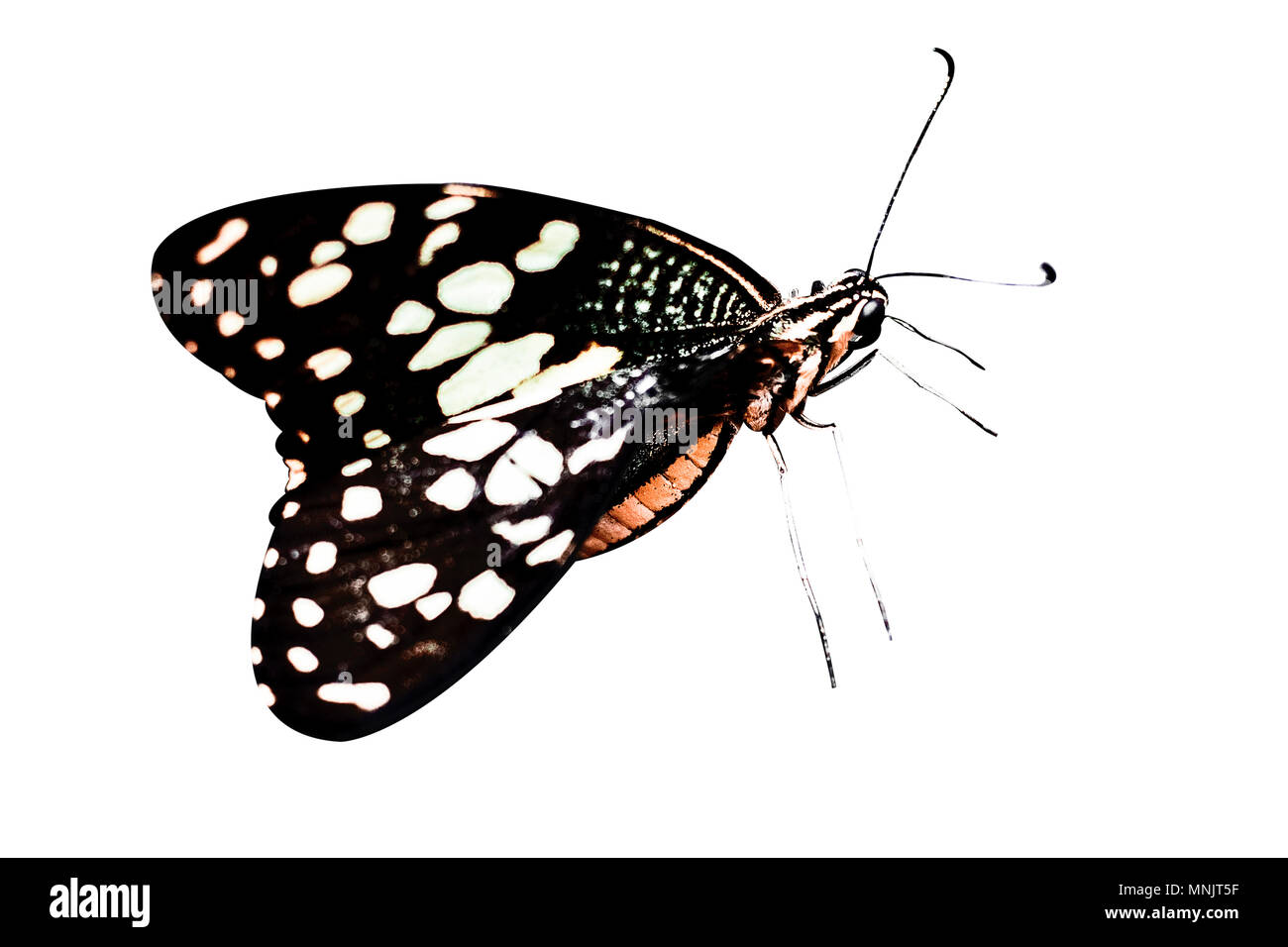 Black butterfly to creative texture and pattern for design and ...