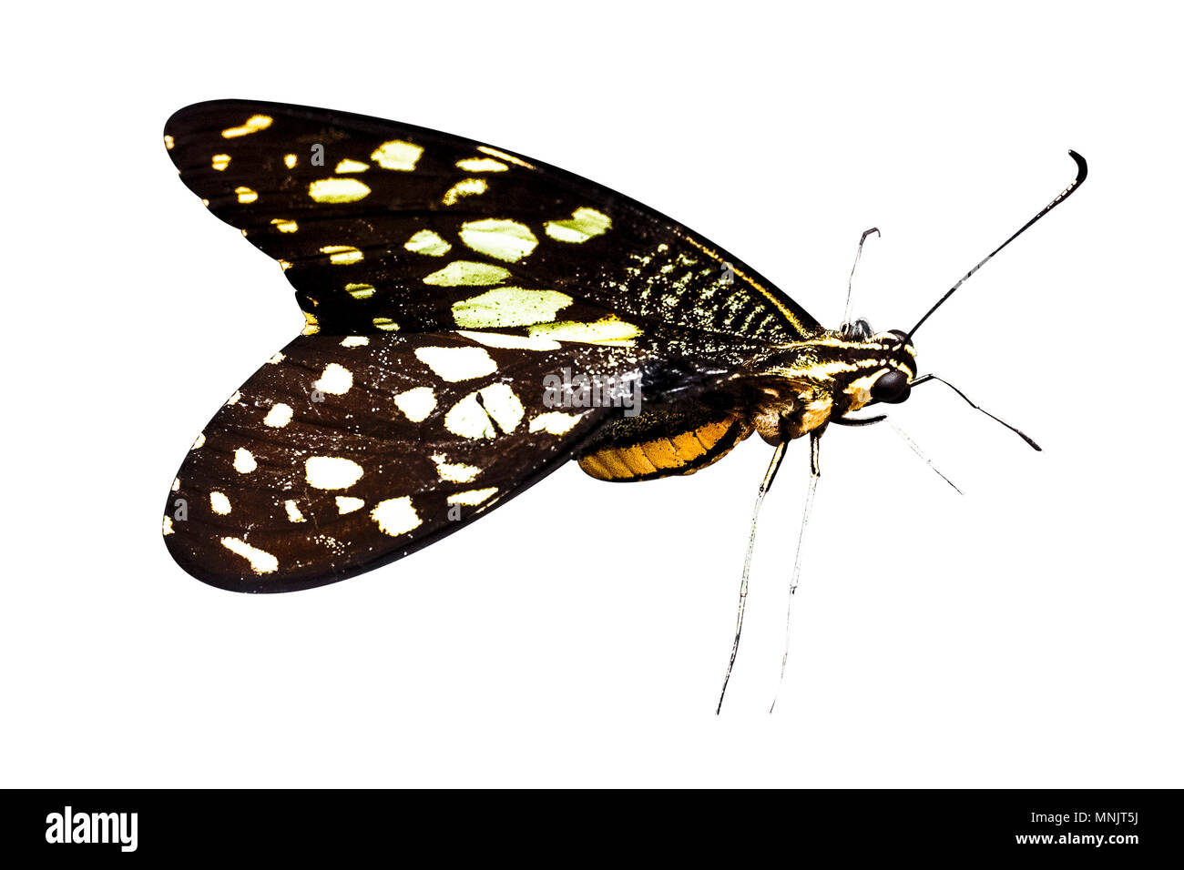 Black butterfly to creative texture and pattern for design and ...