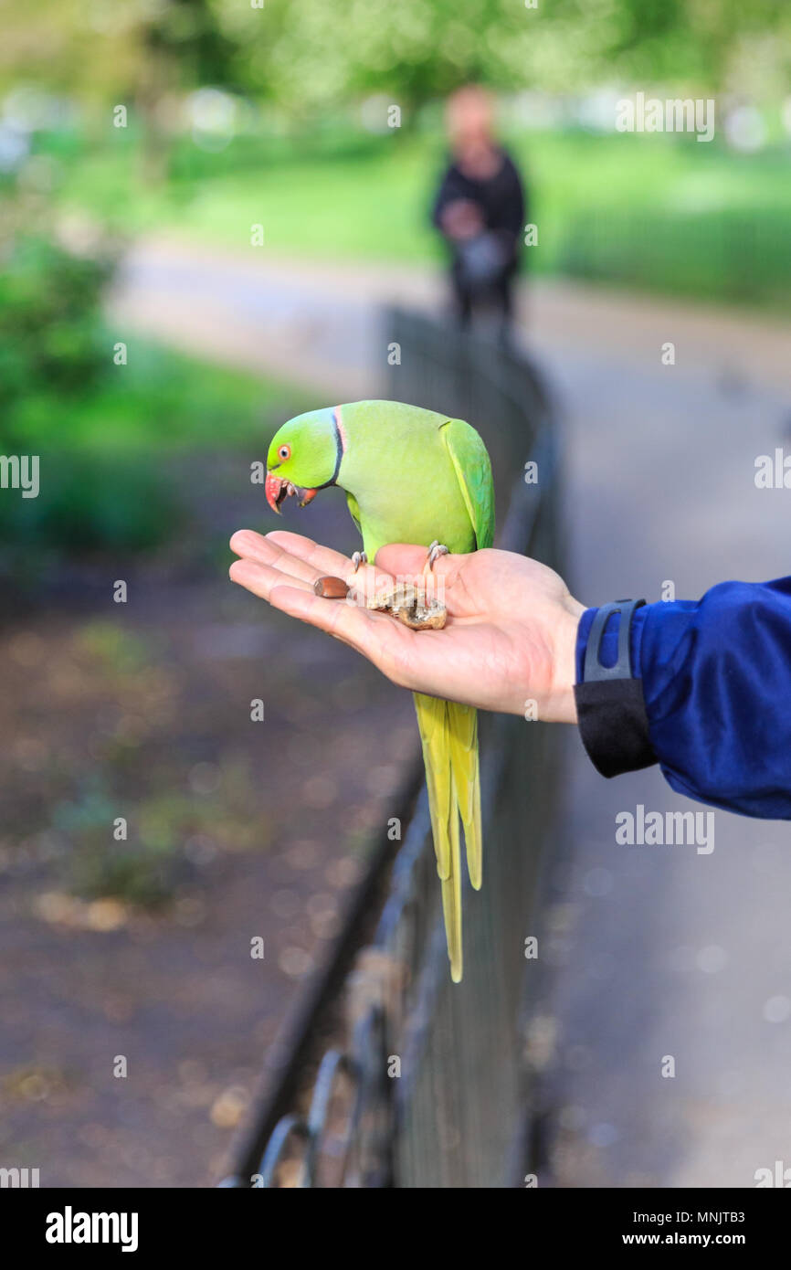Parakeets london hi-res stock photography and images - Alamy