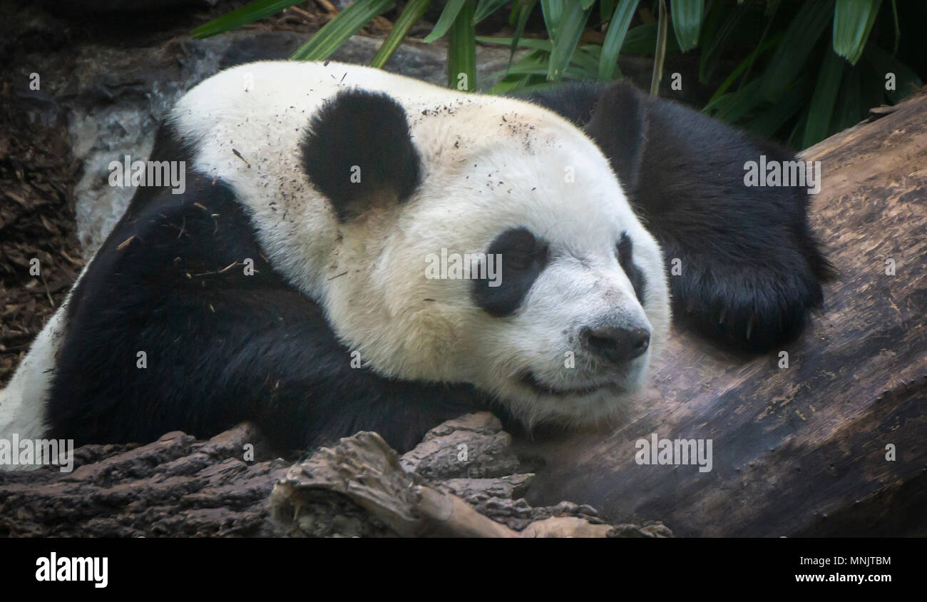 Giant panda Calgary Zoo Alberta Canada Stock Photo - Alamy