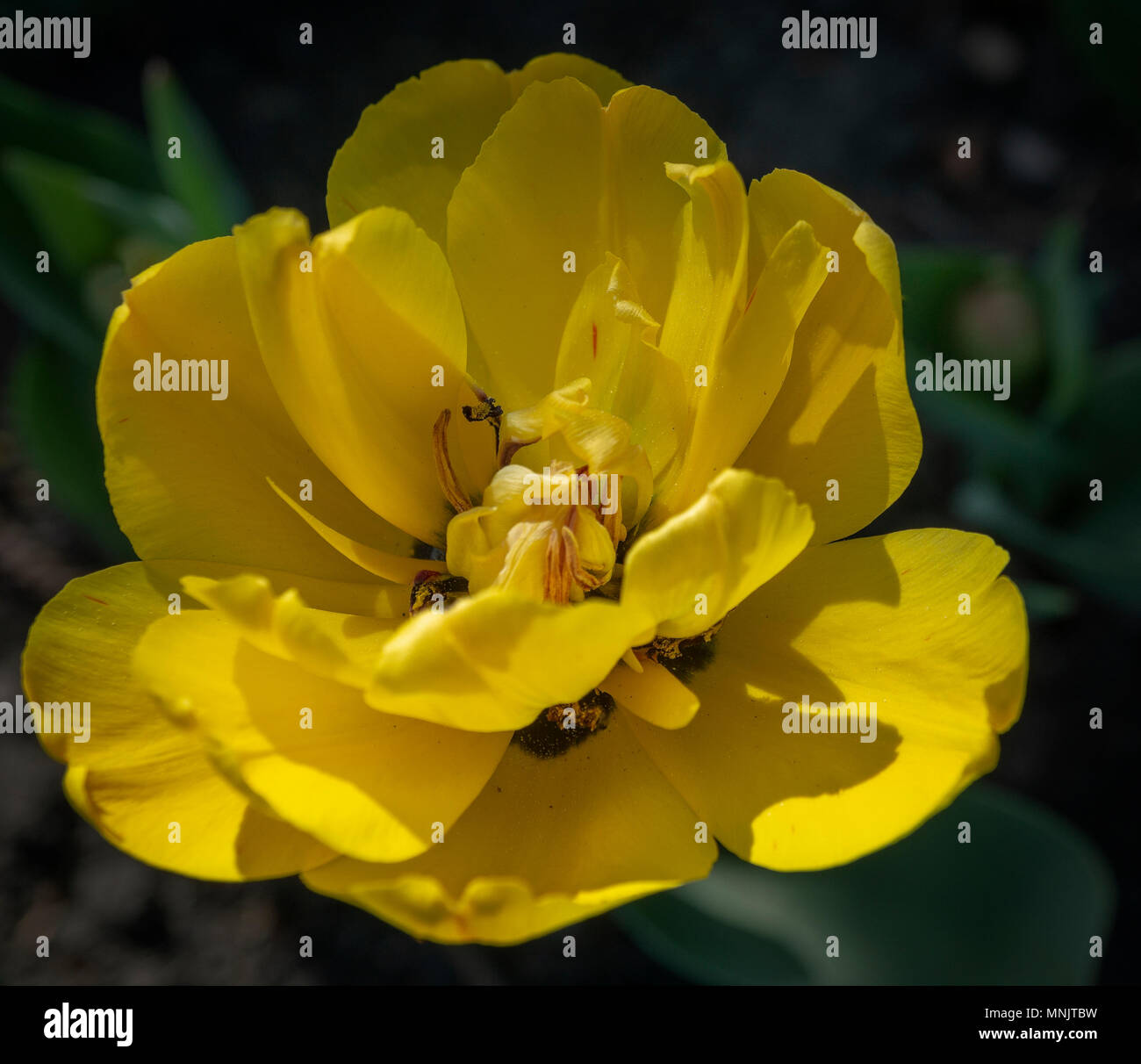 Briar flower hi-res stock photography and images - Alamy