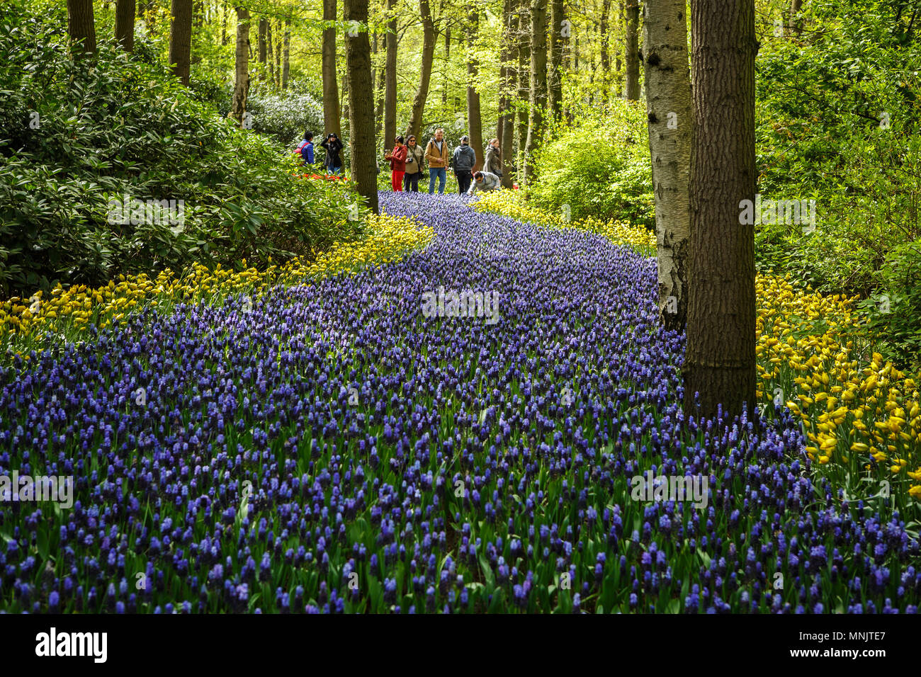 Beautiful blue starch grape hyacinth flowers bloom in spring garden ...