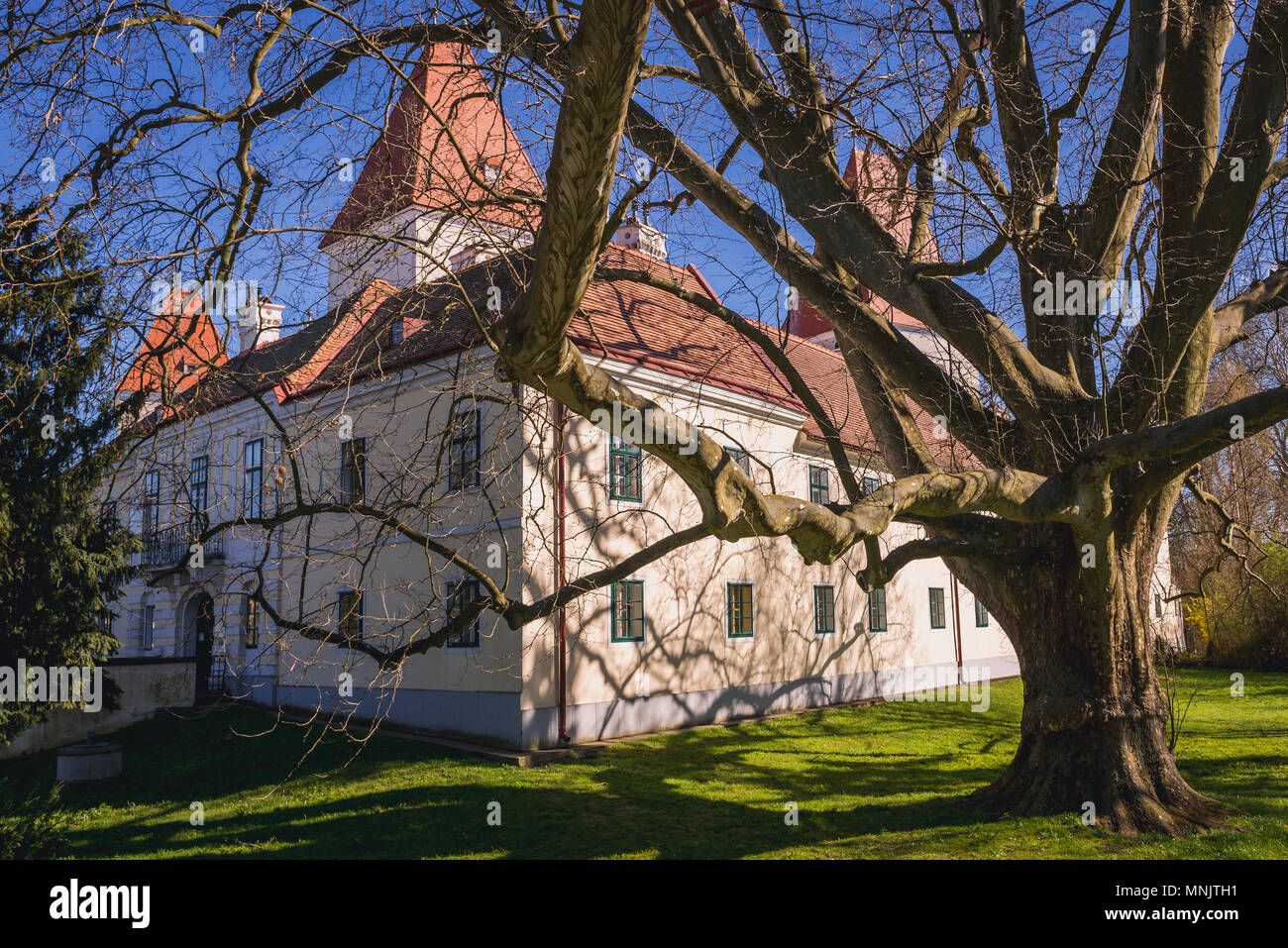 Large Platanus tree next to Schloss Orth castle in Orth an der Donau ...