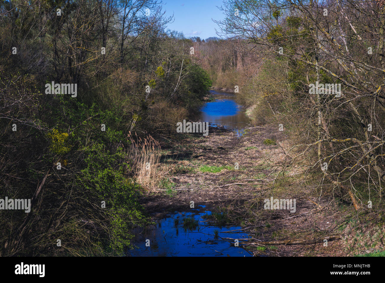 View from cycle path on a flood bank of Danube River in Danube Auen ...