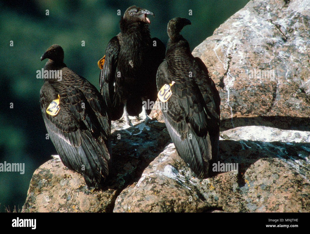 CALIFORNIA CONDOR (GYMNOGYPS CALIFORNIANUS) JUVENILE CONDORS IN THE ...