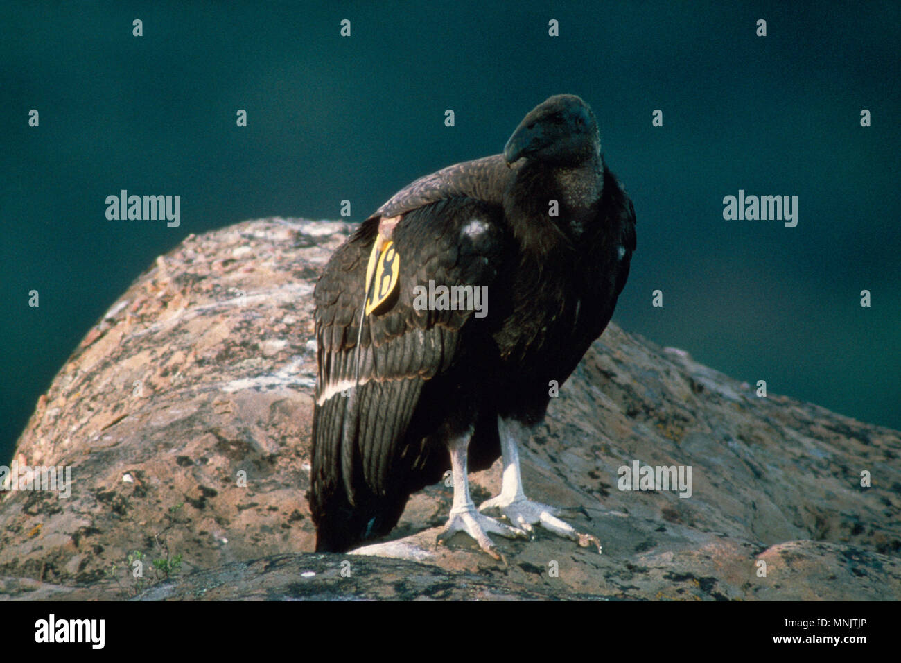 CALIFORNIA CONDOR (GYMNOGYPS CALIFORNIANUS) JUVENILE CONDORS IN THE ...