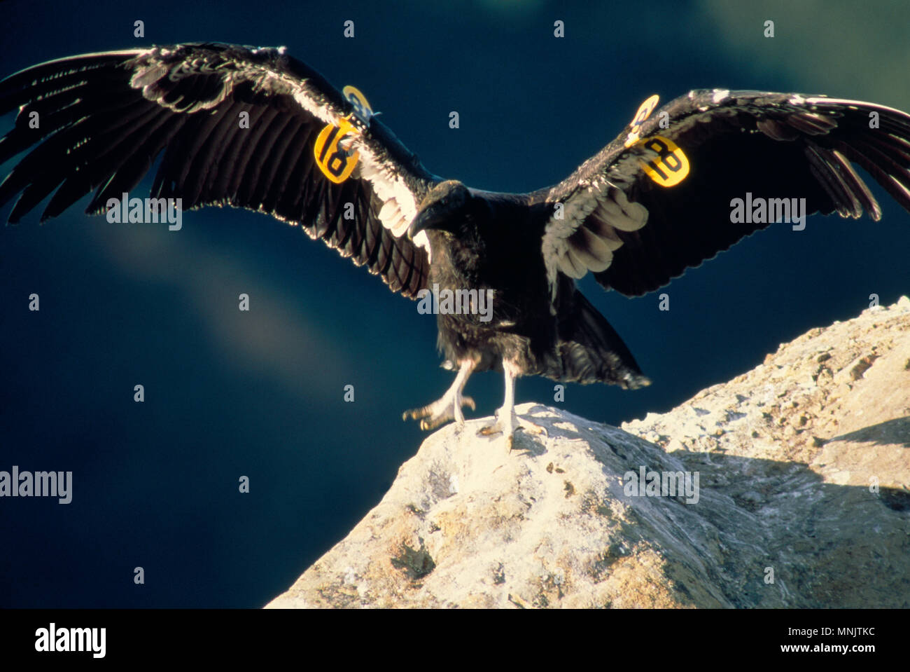CALIFORNIA CONDOR (GYMNOGYPS CALIFORNIANUS) JUVENILE CONDORS IN THE ...
