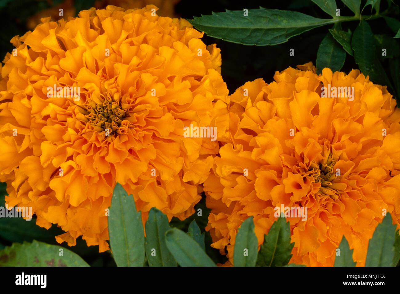 African marigold hi-res stock photography and images - Alamy