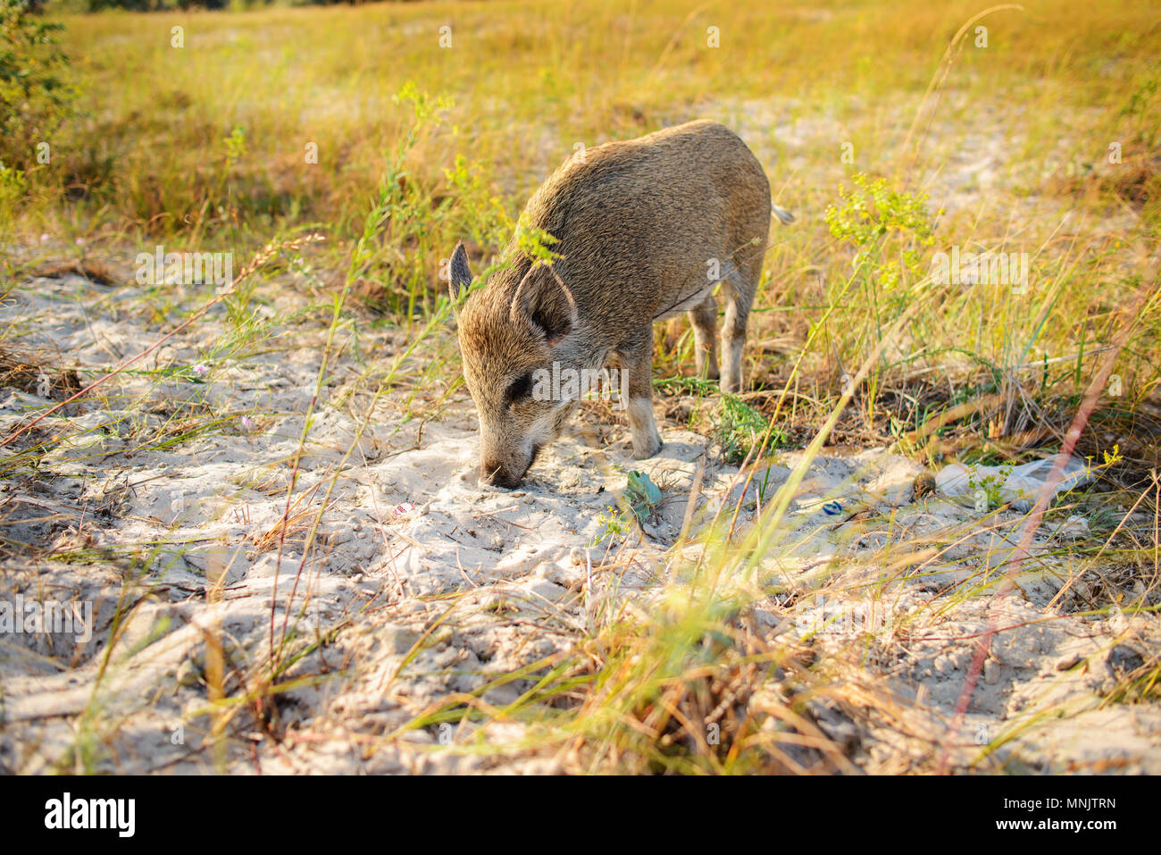 Wild boar walking in forest on foggy morning and looking at camera ...