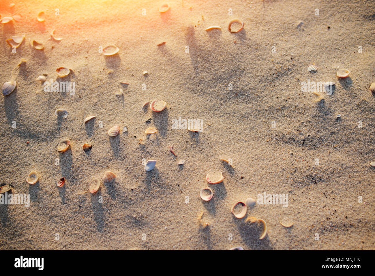 Texture with shell and pebble at wet yellow sand of beach. Vacation ...