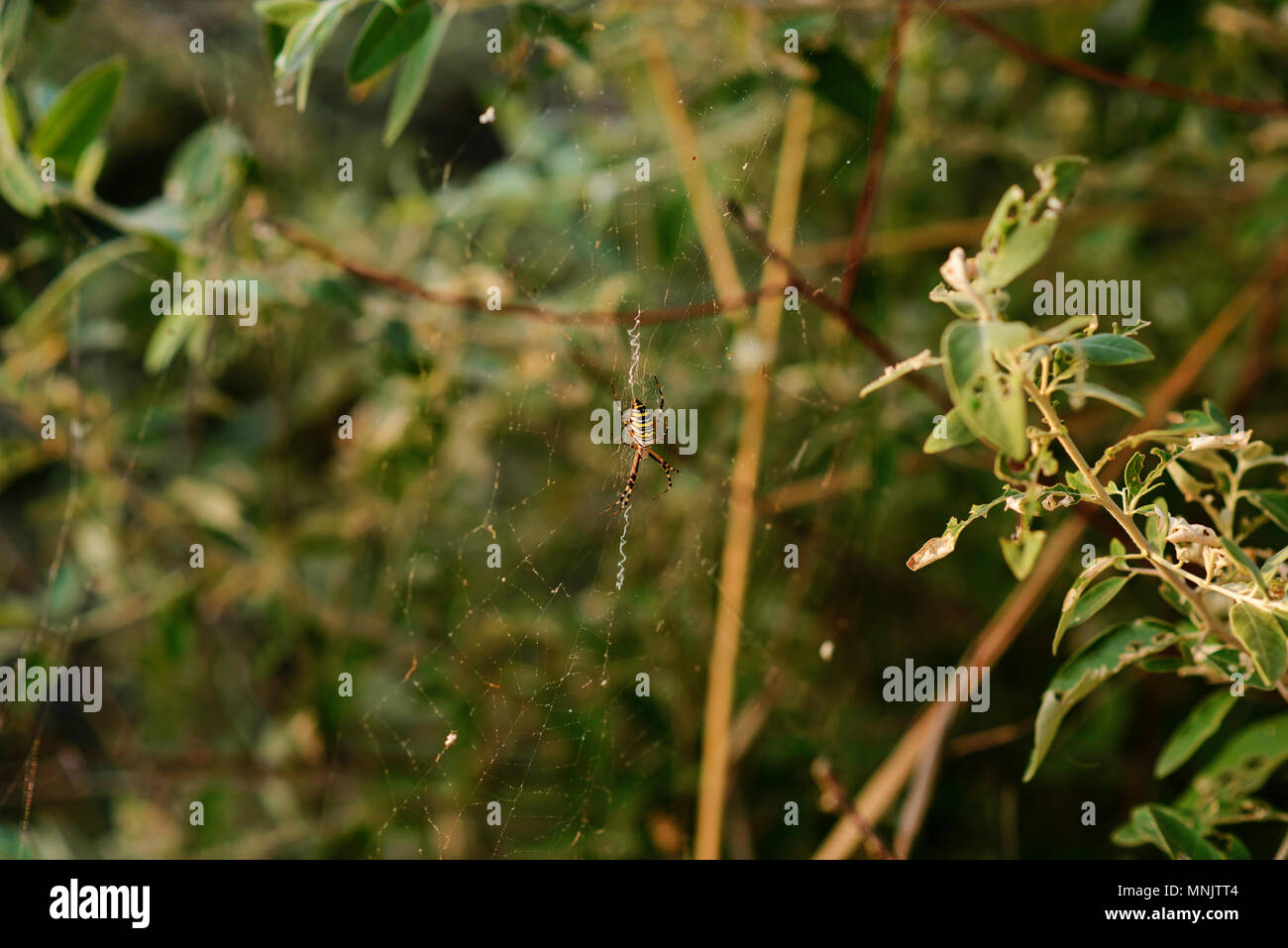 Spider web arch hi-res stock photography and images - Alamy