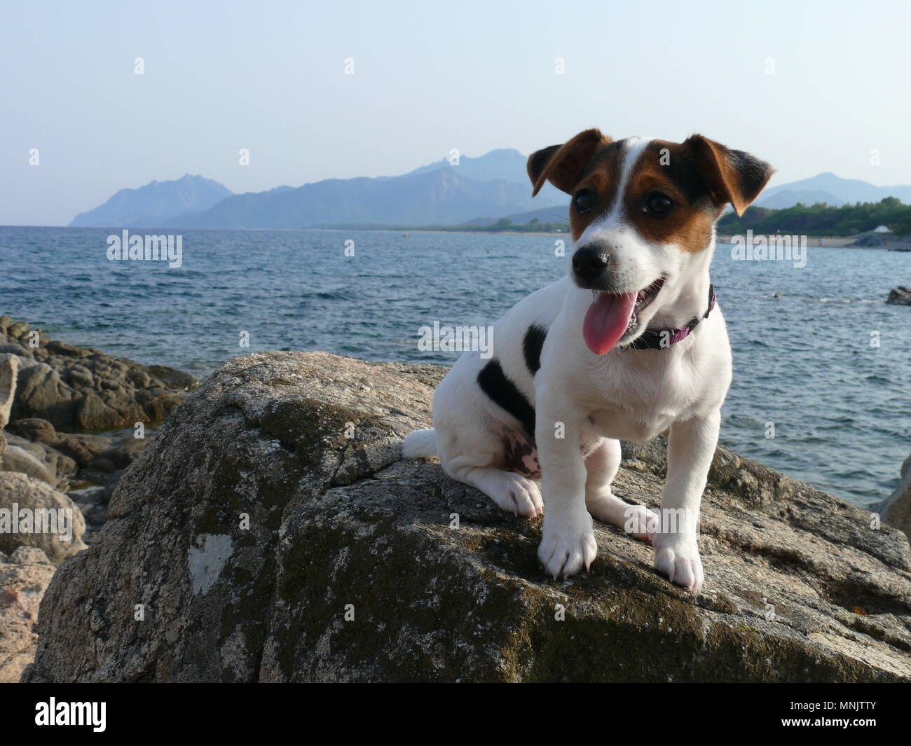 Jack russel puppy sitting hi-res stock photography and images - Alamy