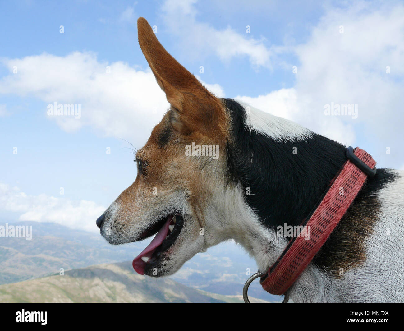 Cute dog Jack Russell Terrier posing in Gennargentu mountains in ...