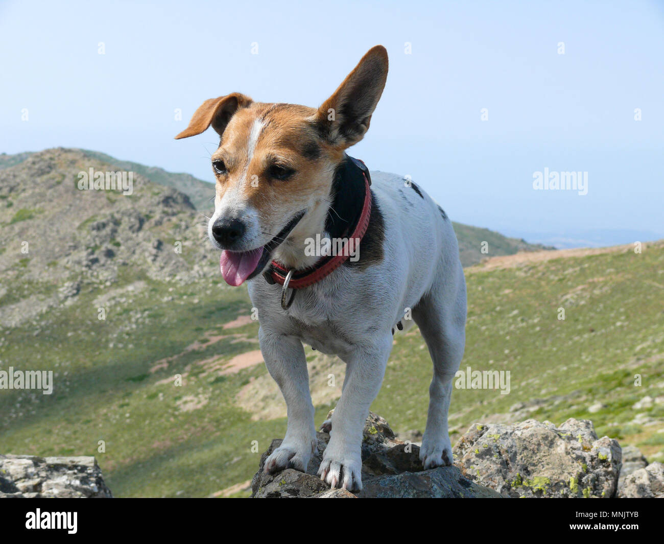 Cute dog Jack Russell Terrier posing at stone in Gennargentu mountains ...