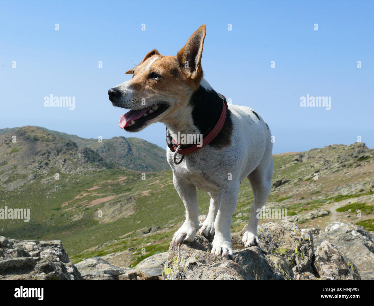 Cute dog Jack Russell Terrier posing at stone in Gennargentu mountains ...