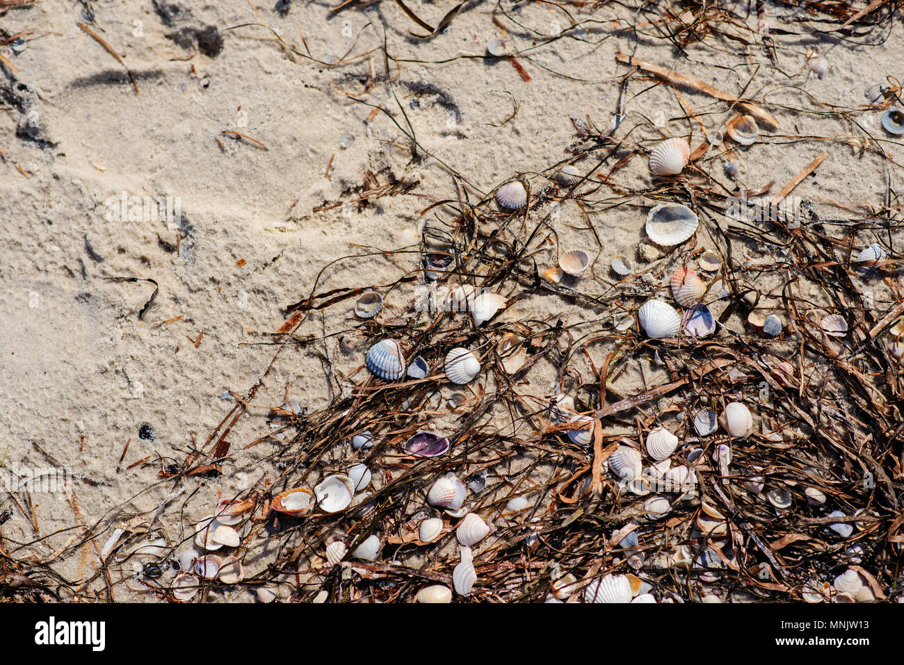 Texture with shell and pebble at wet yellow sand of beach. Vacation ...