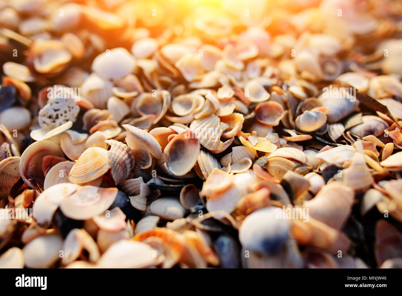 Manyshellfish hi-res stock photography and images - Alamy