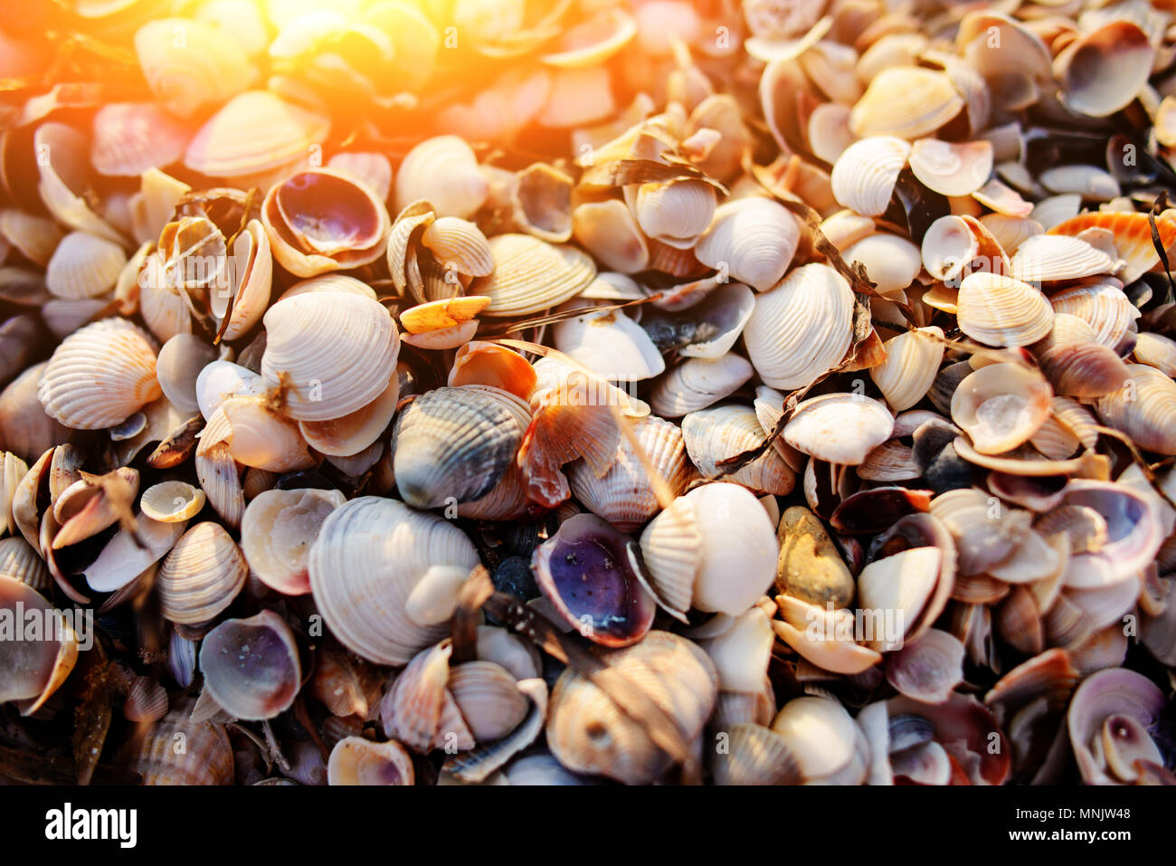Many shells are sold in the fresh market Stock Photo - Alamy