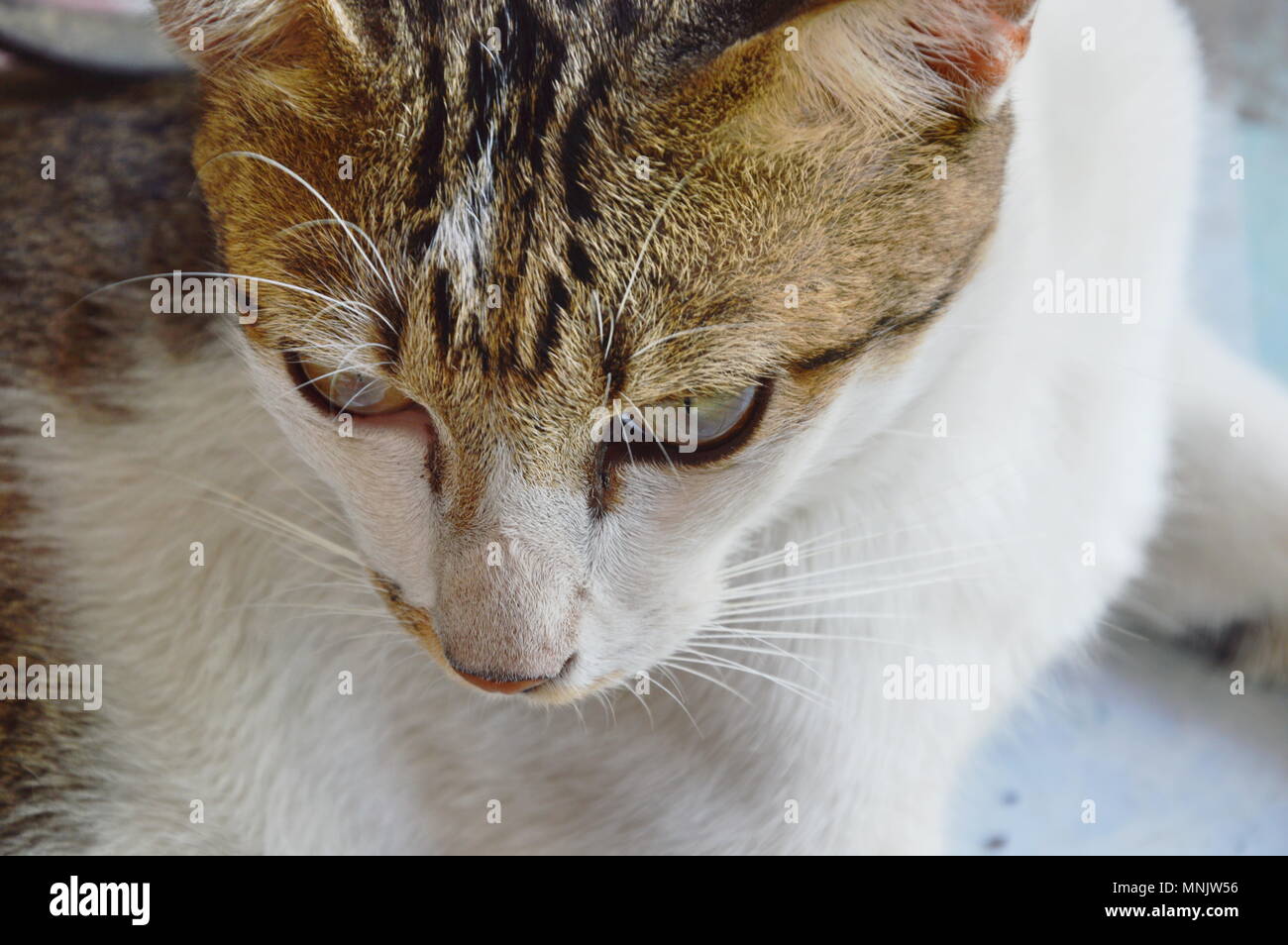 cat eye and face poratrait Stock Photo - Alamy