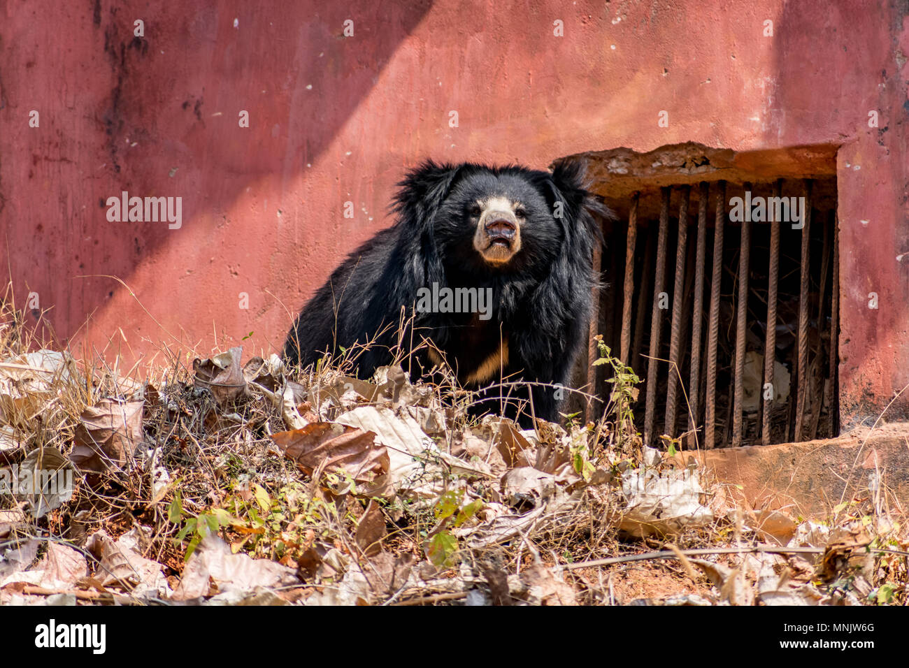 Shouting Bear High Resolution Stock Photography and Images - Alamy