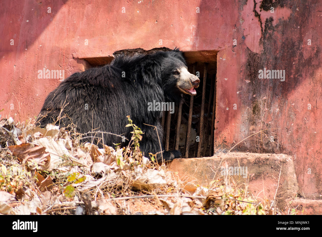 Bear shouting hi-res stock photography and images - Alamy