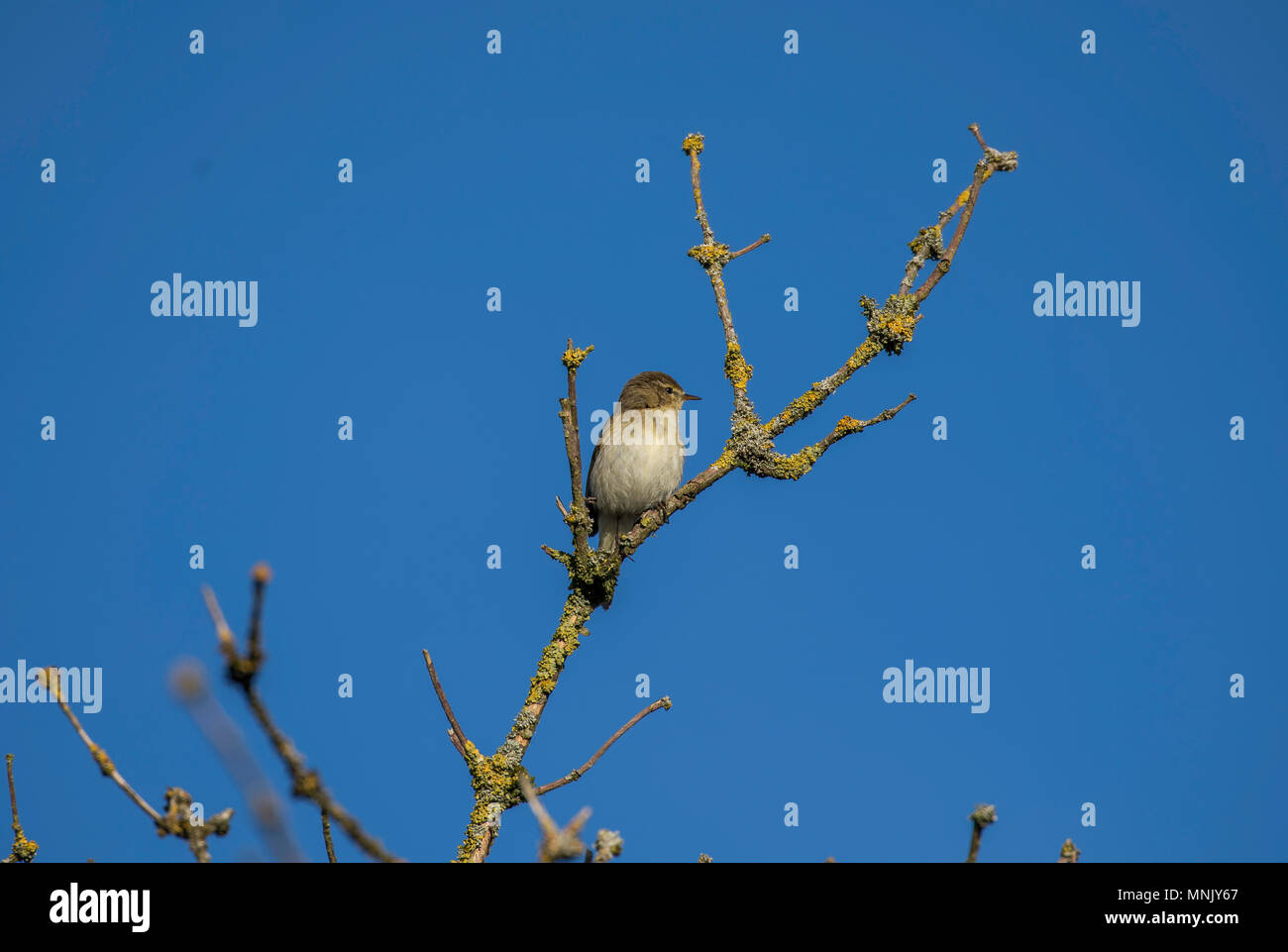 Chiff chaff tree hi-res stock photography and images - Alamy