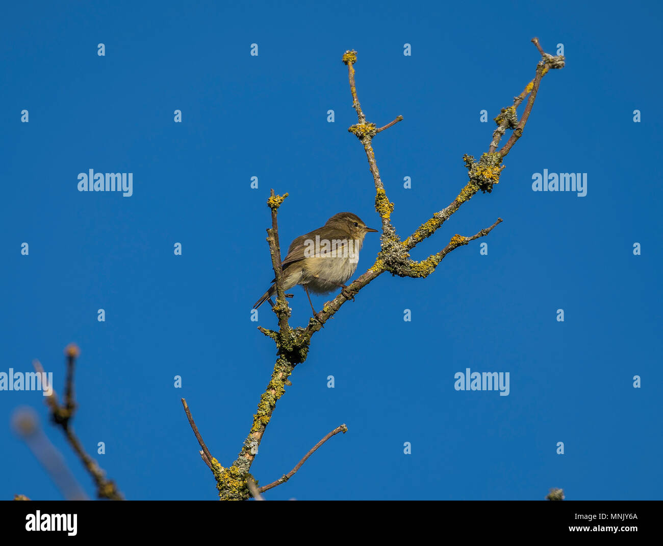 Chiff chaff tree hi-res stock photography and images - Alamy