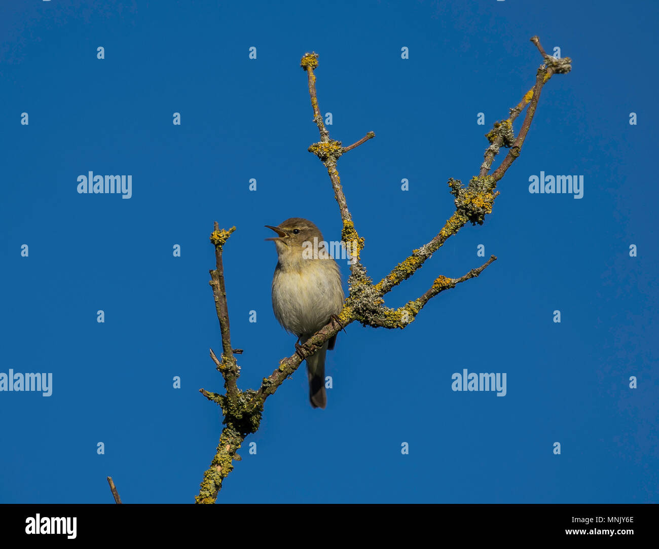 Chiff chaff tree hi-res stock photography and images - Alamy