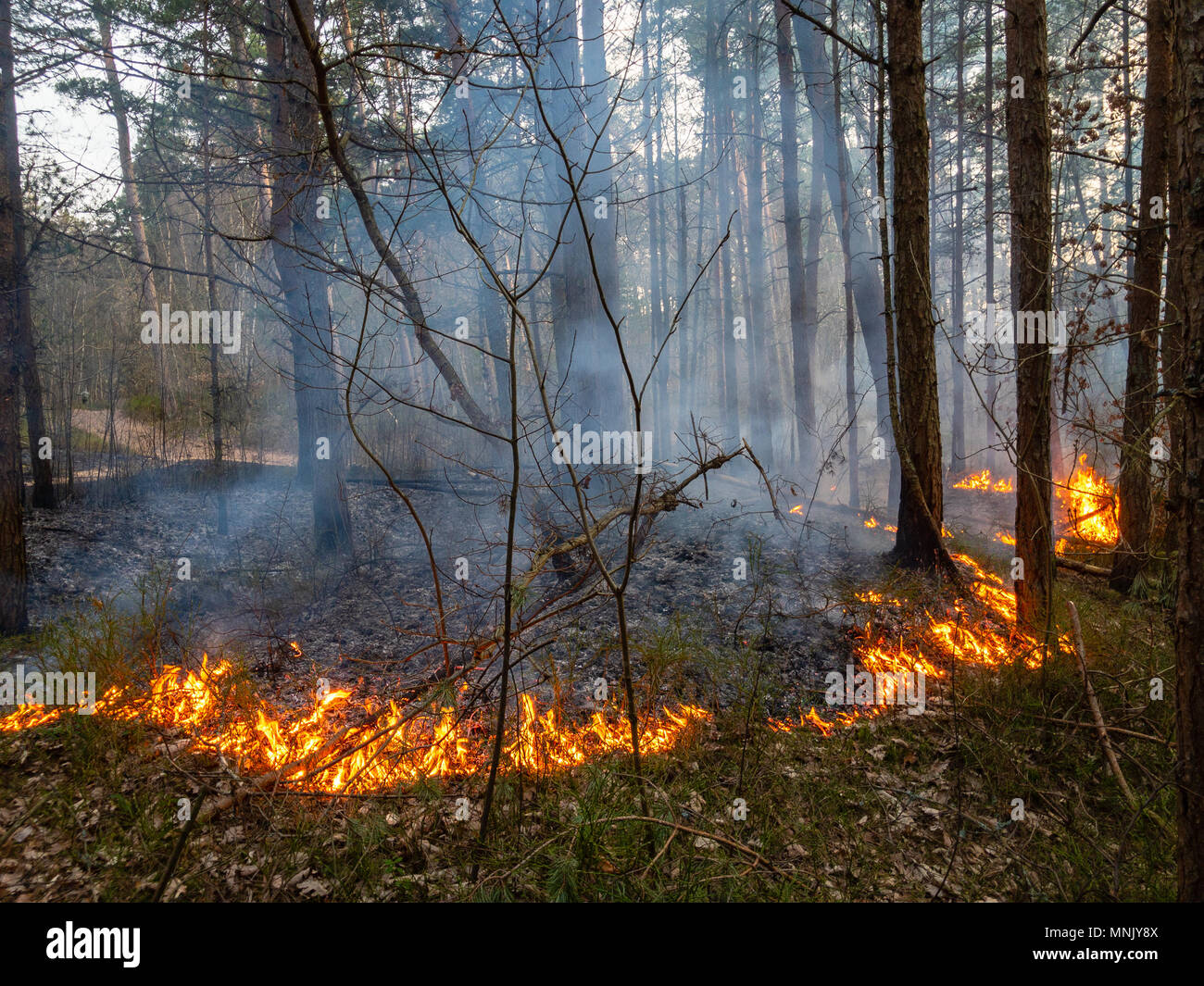 Wildfire burns ground in forest hi-res stock photography and images - Alamy