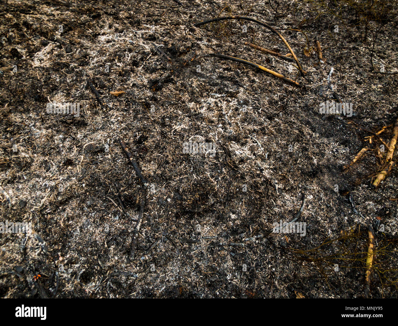 Ashes smoke after the forest fire Stock Photo - Alamy