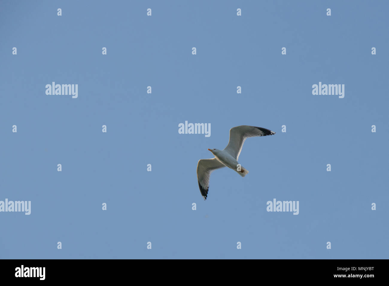 Dynamic soaring sea bird hi-res stock photography and images - Alamy