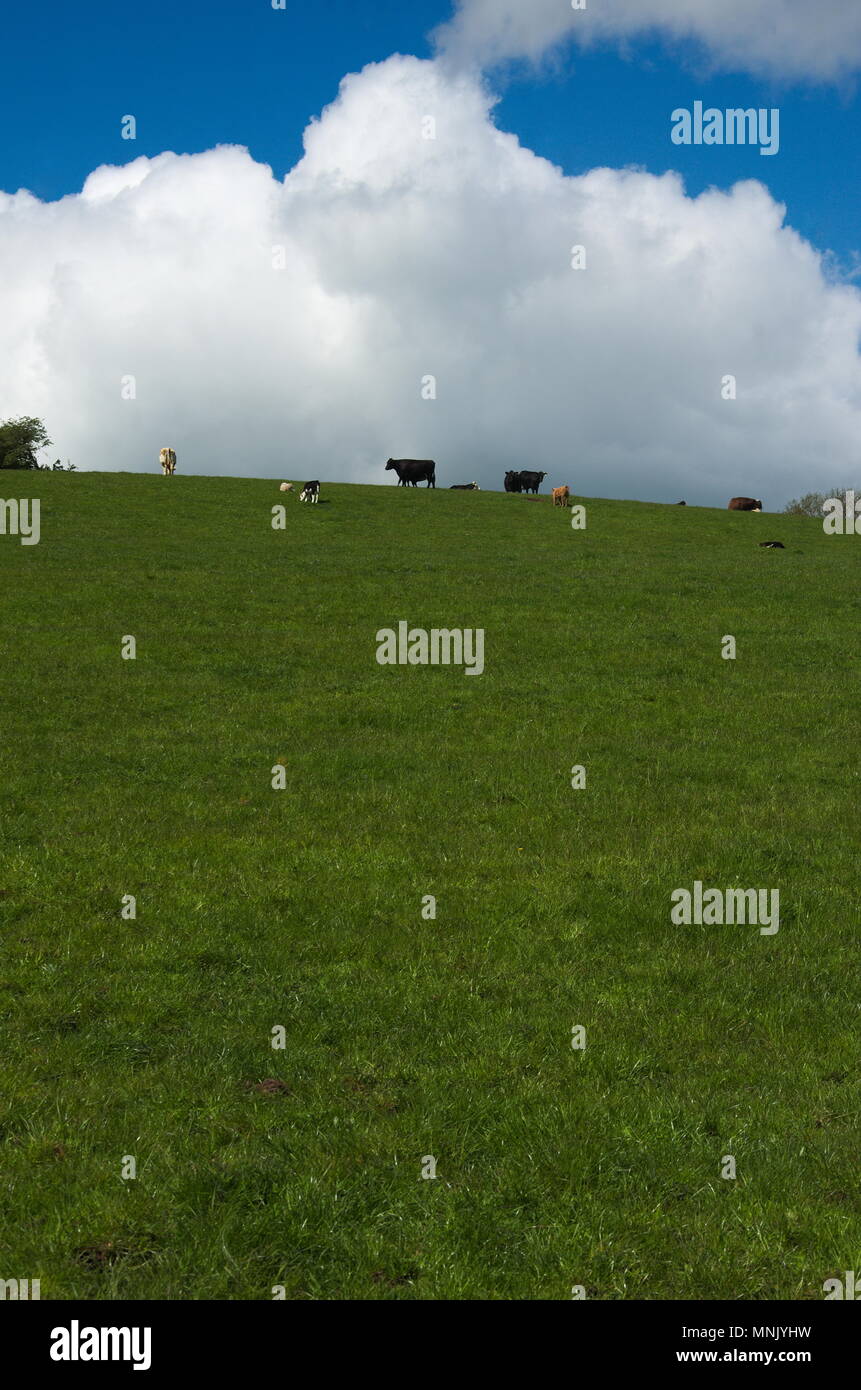 Lush grass field with cows hi-res stock photography and images - Alamy