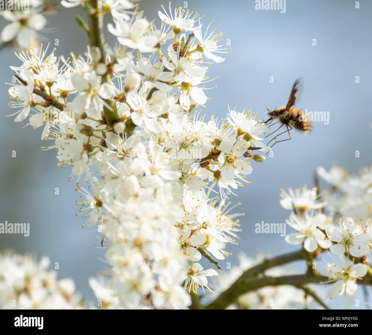 Prunus spinosa blossom hi-res stock photography and images - Alamy