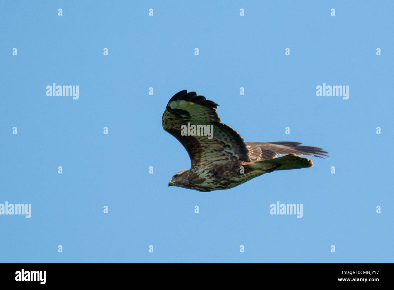 Buzzard flying hi-res stock photography and images - Alamy