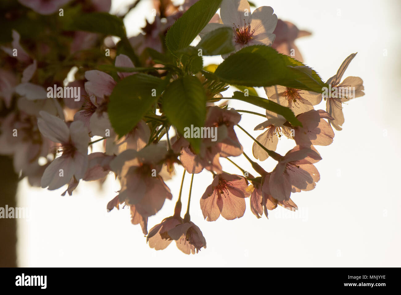 Cherry tree (prunus spp) blossom Stock Photo - Alamy