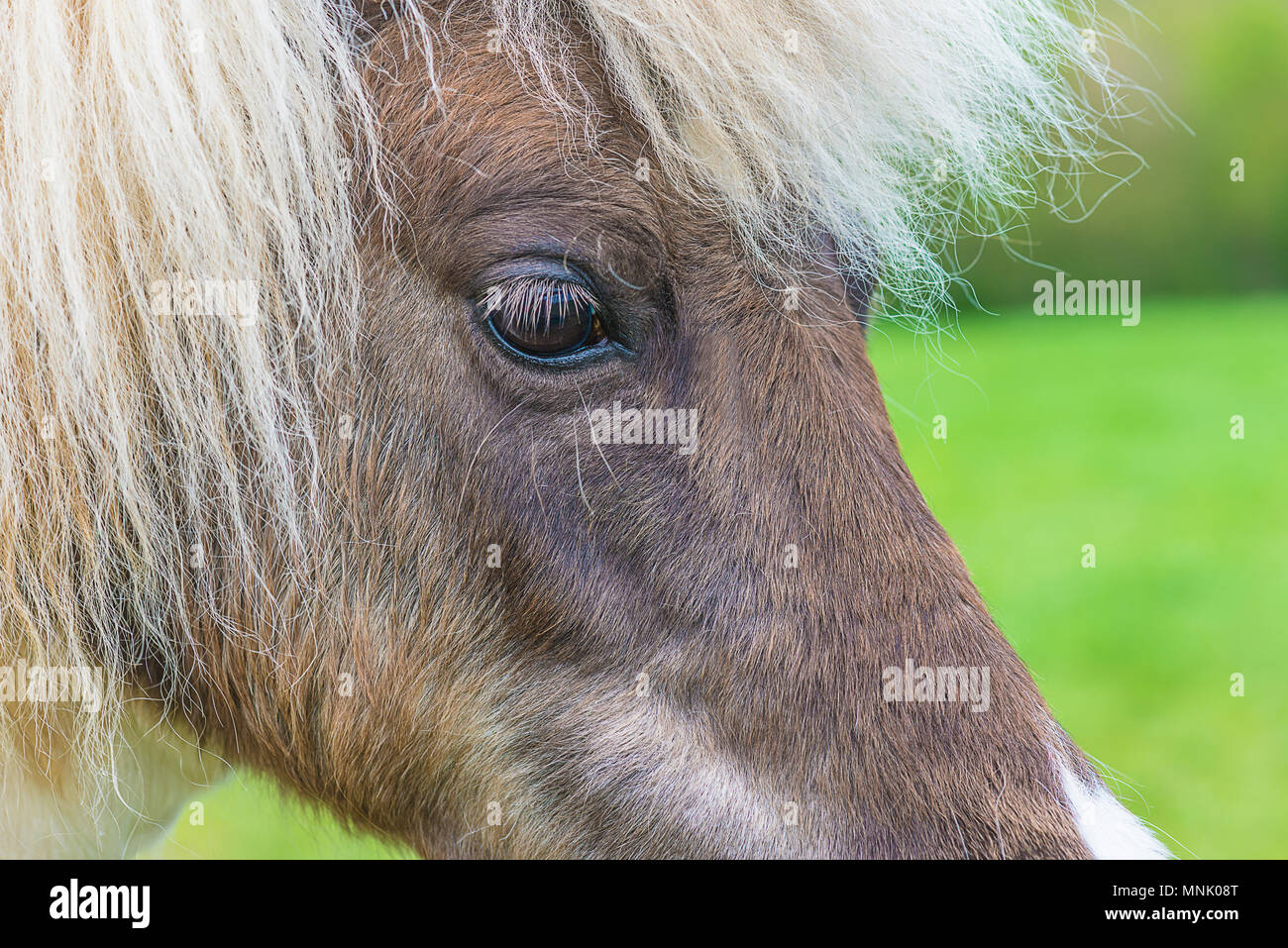 Hors head close up Stock Photo - Alamy