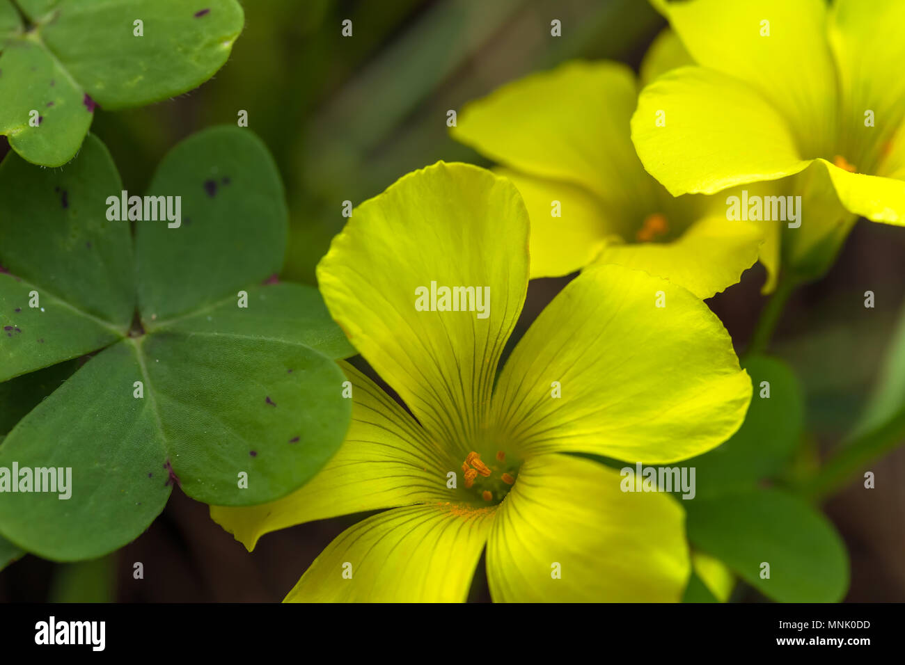 Bermuda buttercup flowers (Oxalis pes-caprae) bloom in early spring in ...