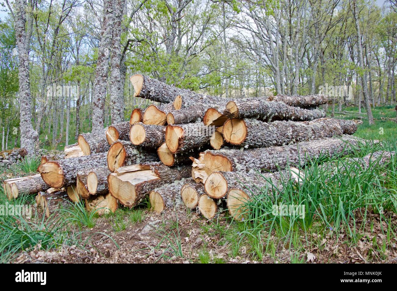 Logging of oaks in the forest in the morning Stock Photo - Alamy