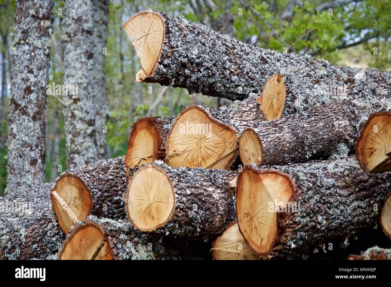 Logging of oaks in the forest in the morning Stock Photo - Alamy