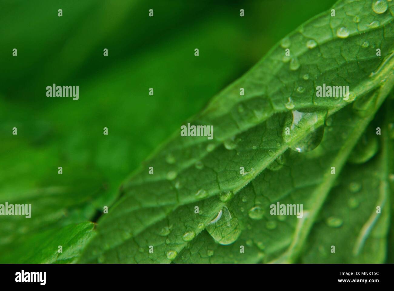 Rain sprinkled hi-res stock photography and images - Alamy