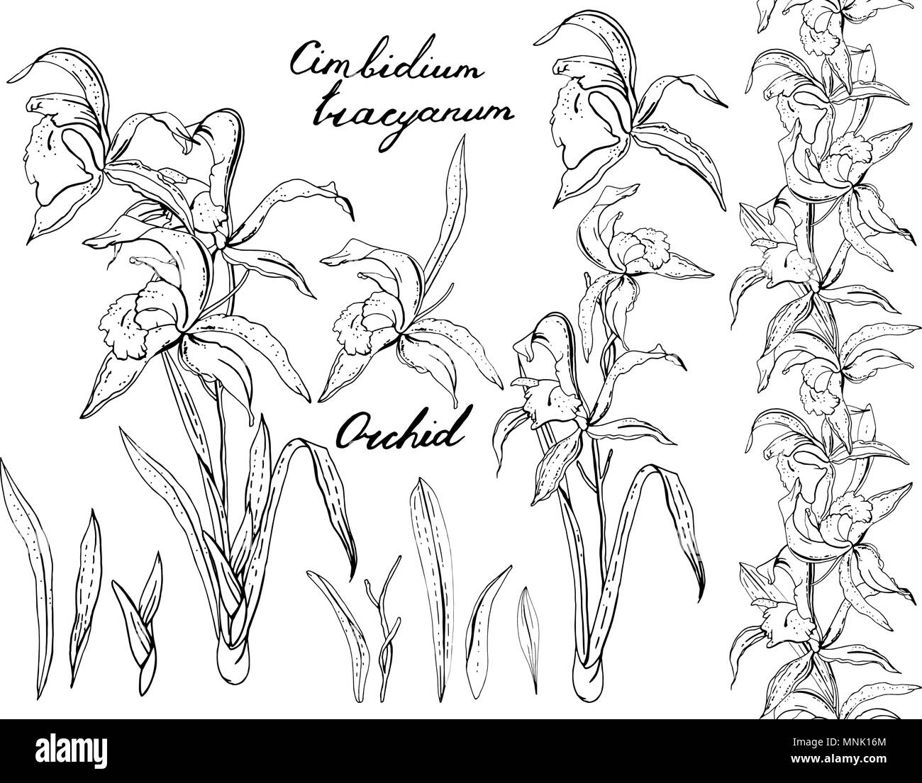 Black orchid floral botanical Stock Vector Images - Alamy