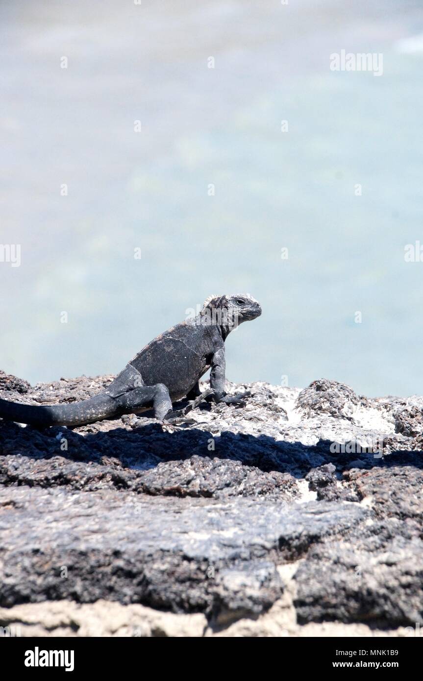 Iguana Tracks High Resolution Stock Photography and Images - Alamy