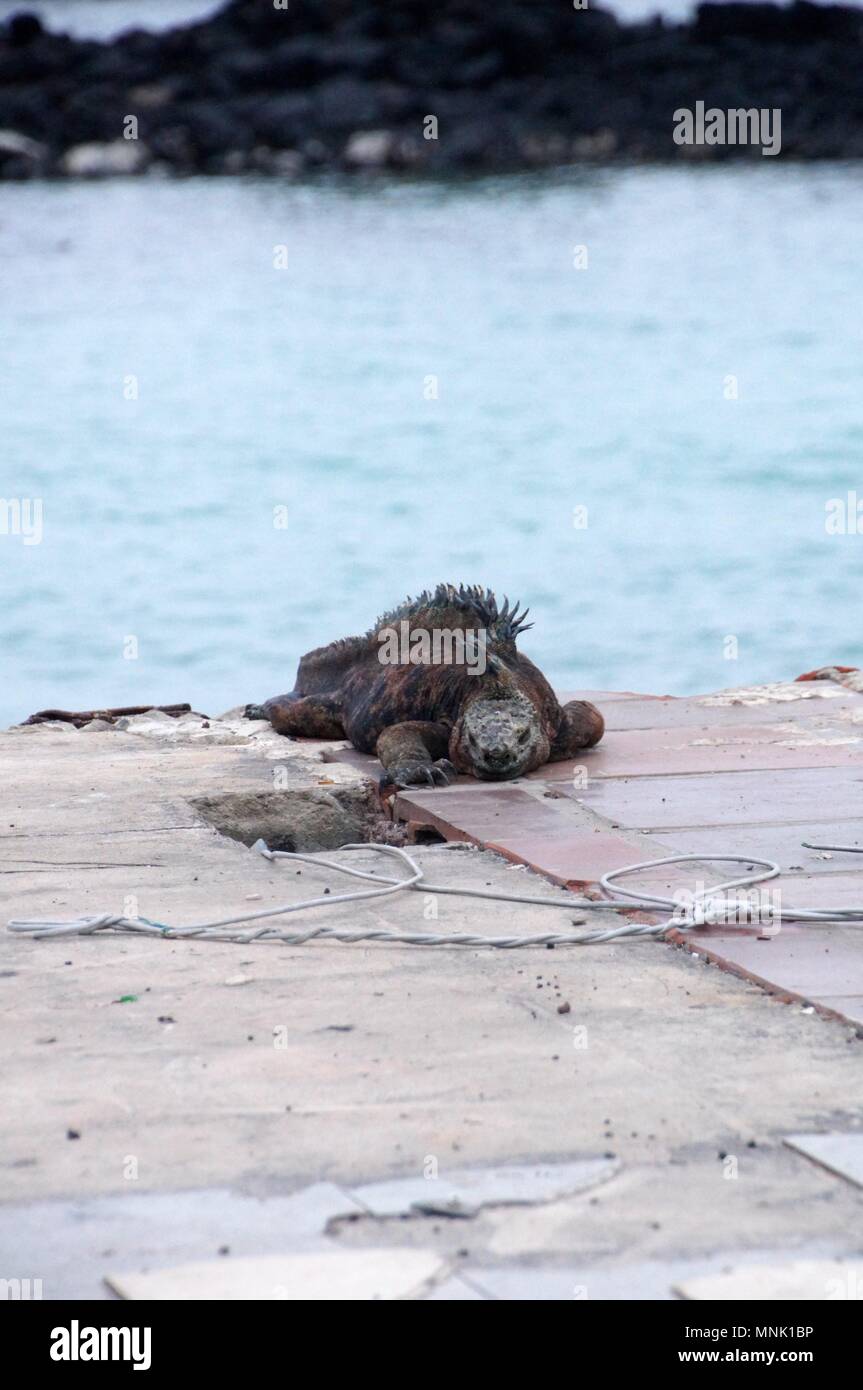 Iguana tracks hi-res stock photography and images - Alamy