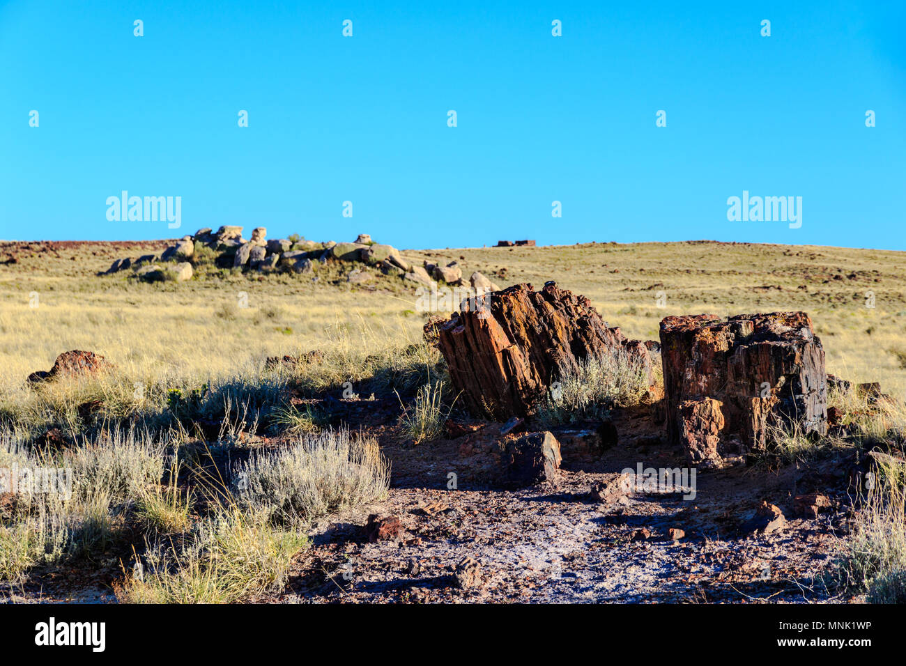 Section of Fossilized tree in grassy field in Arizona's Petrified ...