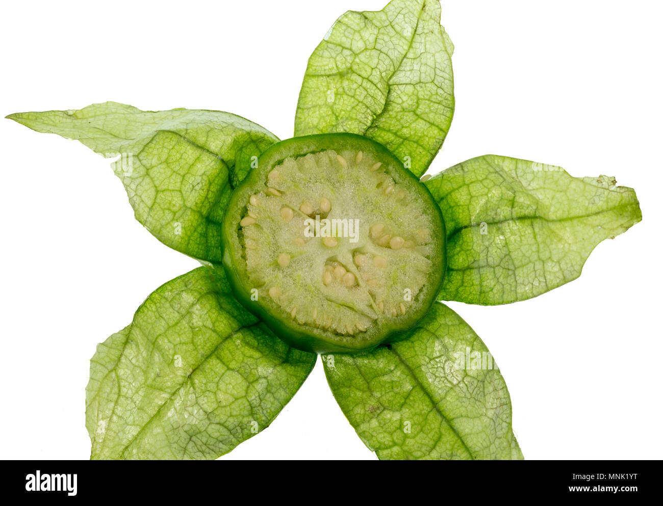 Cross section of the Tomatillo or Mexican Husk Tomato, Physalis ...