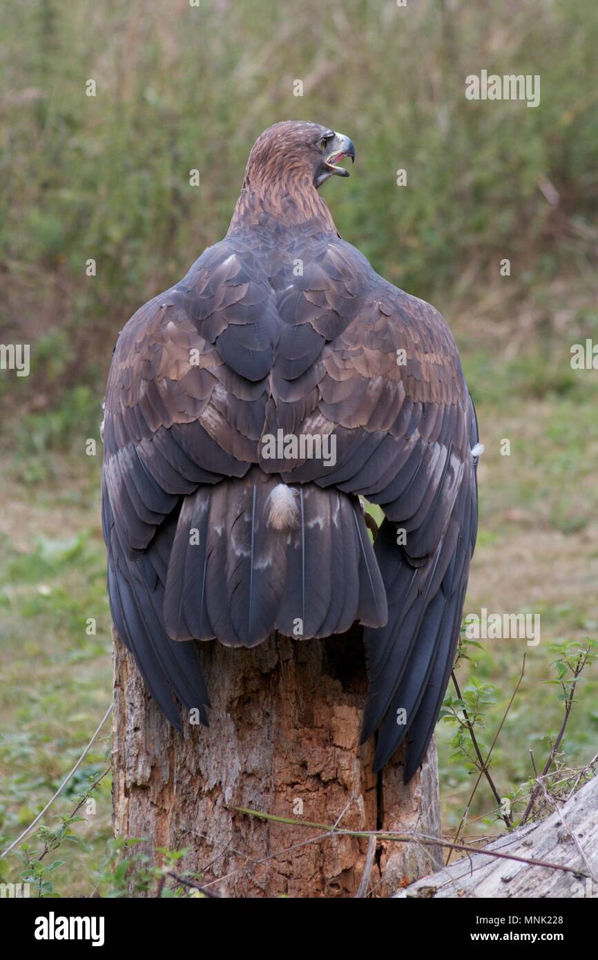 Back view of large bird of prey on a tree stump Stock Photo - Alamy