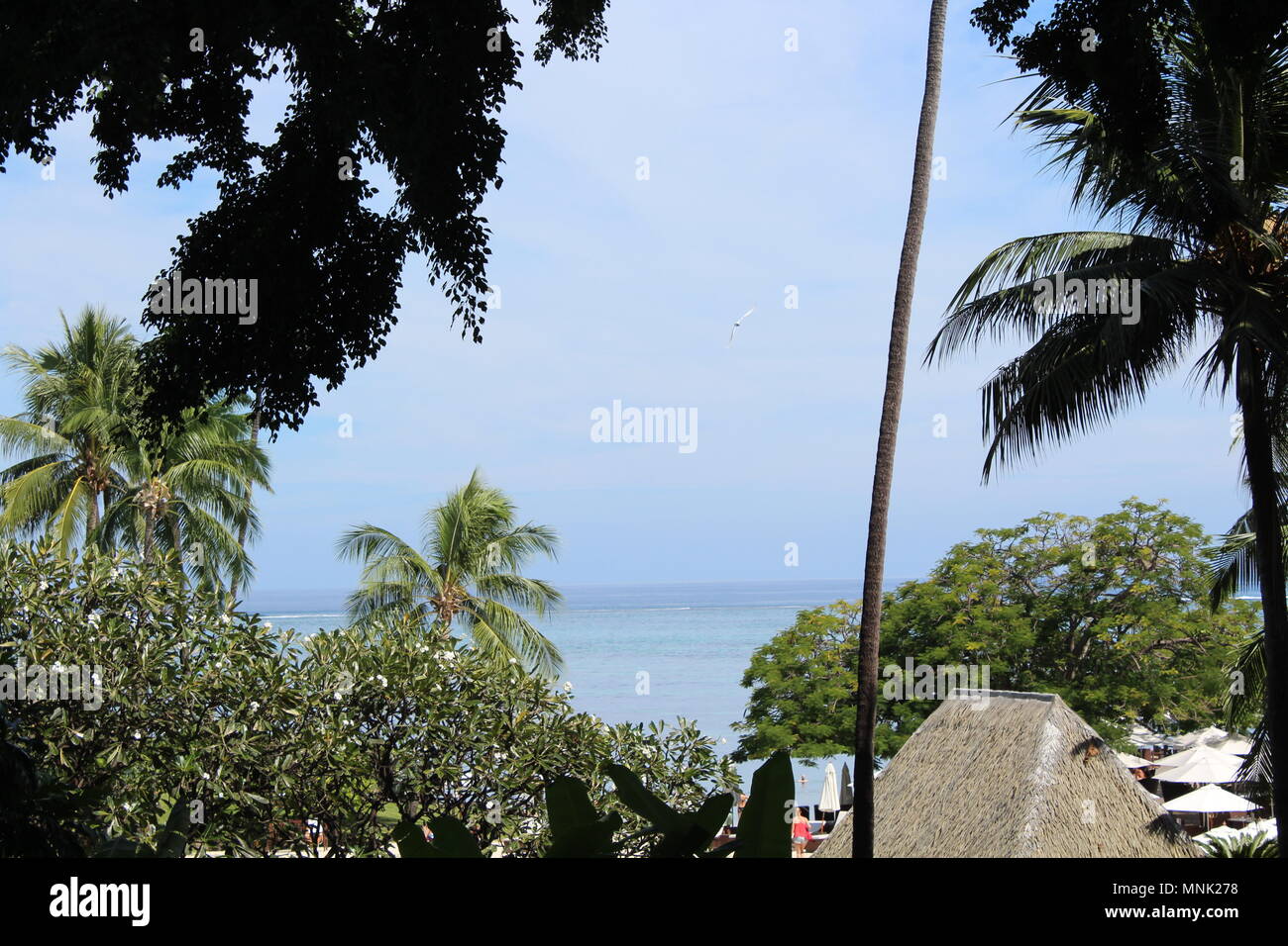 Tropical Palm Trees Stock Photo - Alamy Tropical Palm Trees Stock Photo - Alamy